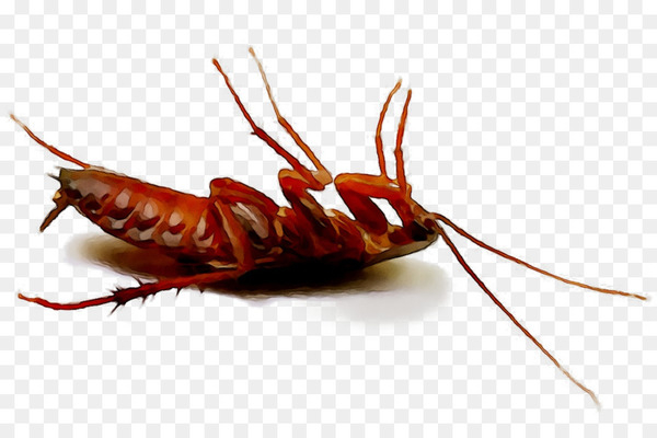 Free: Oriental cockroach Hero Pest Solutions Ant Insect - - nohat.cc