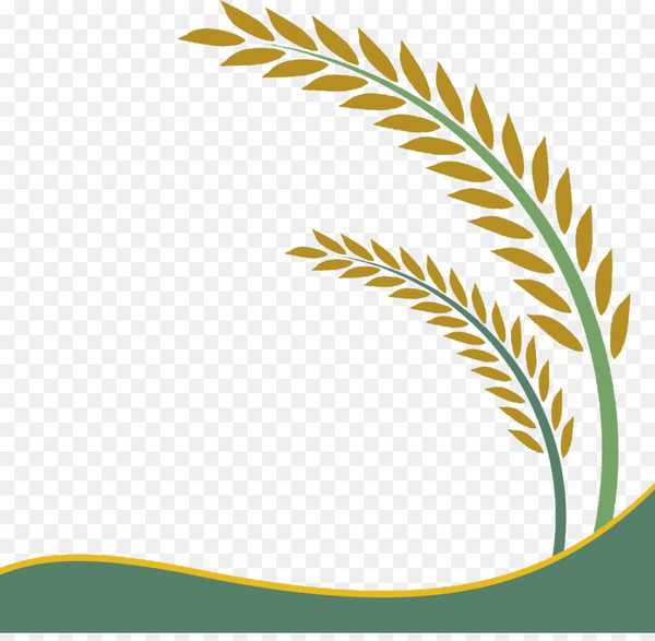 Free: Paddy Field Oryza sativa Rice Crop Clip art - Rice leaf vector ...