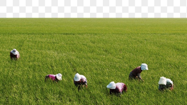 Free: Paddy field png border, transparent | Free PNG - rawpixel - nohat.cc