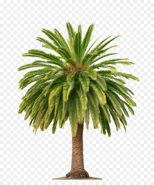 Free: Palm wine Arecaceae Palm oil Tree - coconut tree - nohat.cc