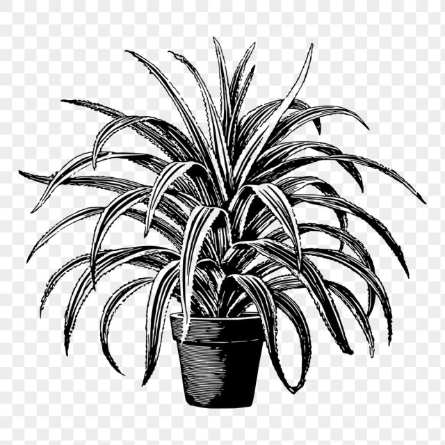 Free: Pandanus plant png sticker vintage | Free PNG - rawpixel - nohat.cc