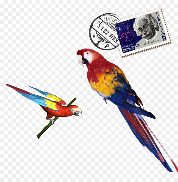 Free: Parrot Download - Colored parrot stamps - nohat.cc