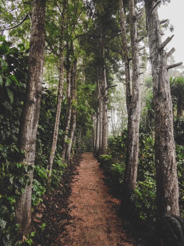 Free: Pathway Between Trees - nohat.cc