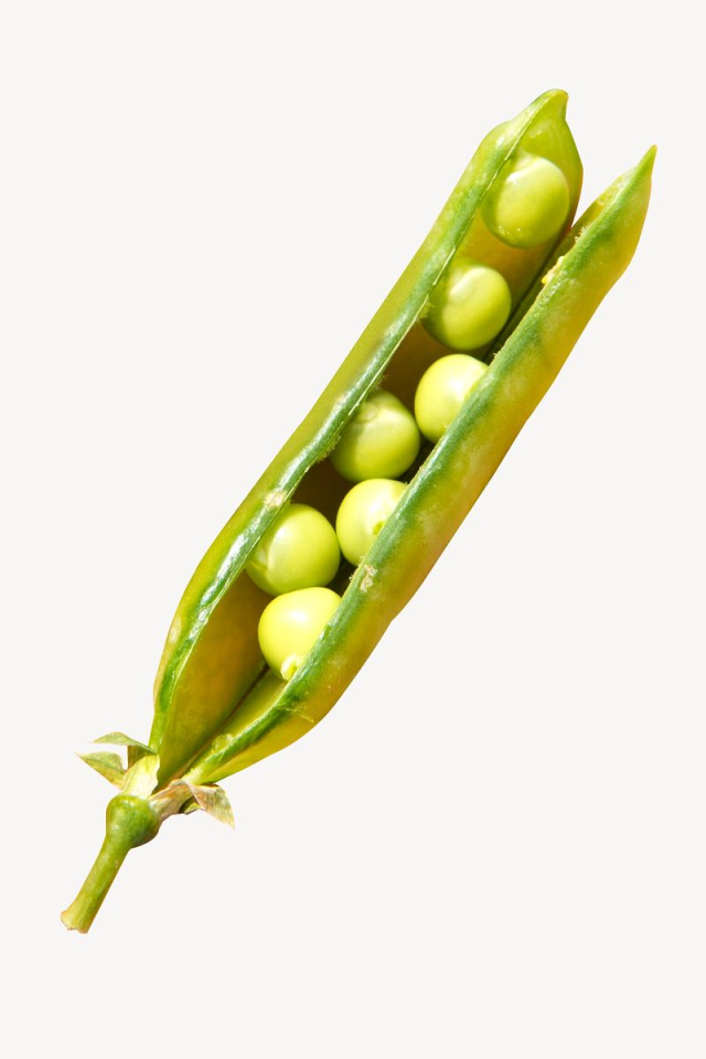 Free: Pea vegetable, food isolated design | Free Photo - rawpixel ...