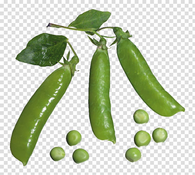 Peapod Clipart