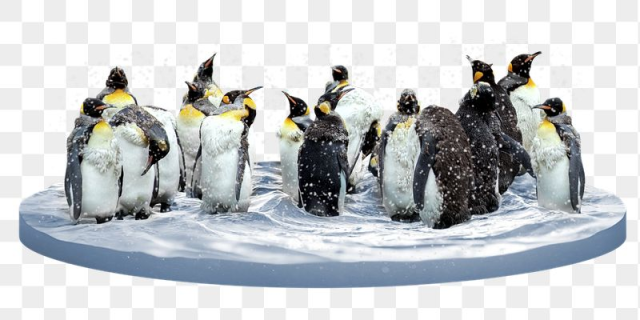 Free: Penguins png sticker, animal, transparent | Free PNG - rawpixel ...