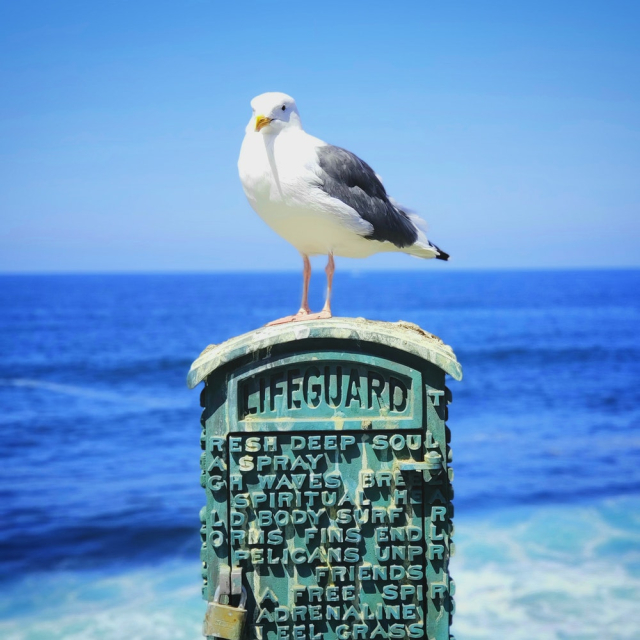 Free: Perched Seagull - nohat.cc