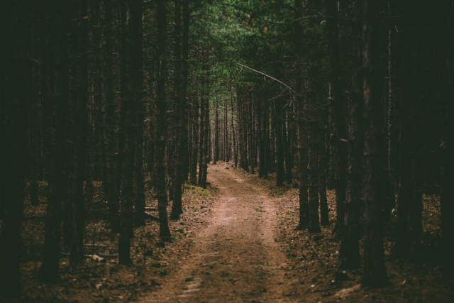 Free: Photo of Forest Path - nohat.cc