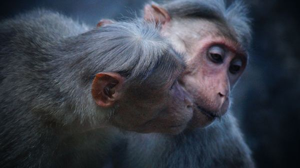 Free: photo of two gray primates - nohat.cc
