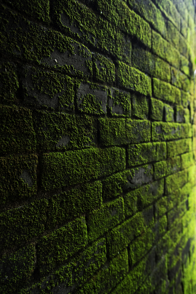 Free: Photography of Bricks Covered with Moss - nohat.cc