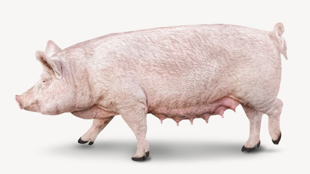 Free: Pig collage element, isolated image | Free PSD - rawpixel - nohat.cc