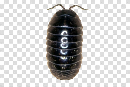 Free: Pill Bugs PNG Transparent Image - nohat.cc