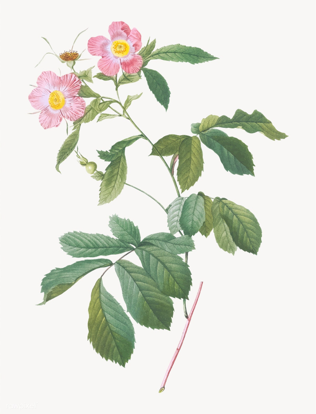 Free: Pink alpine roses | Free stock vector - 574253 - nohat.cc