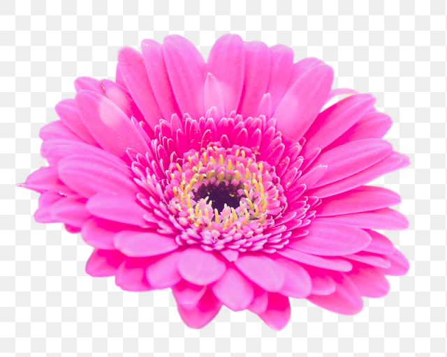 Free: Pink daisy png sticker, transparent | Free PNG - rawpixel - nohat.cc