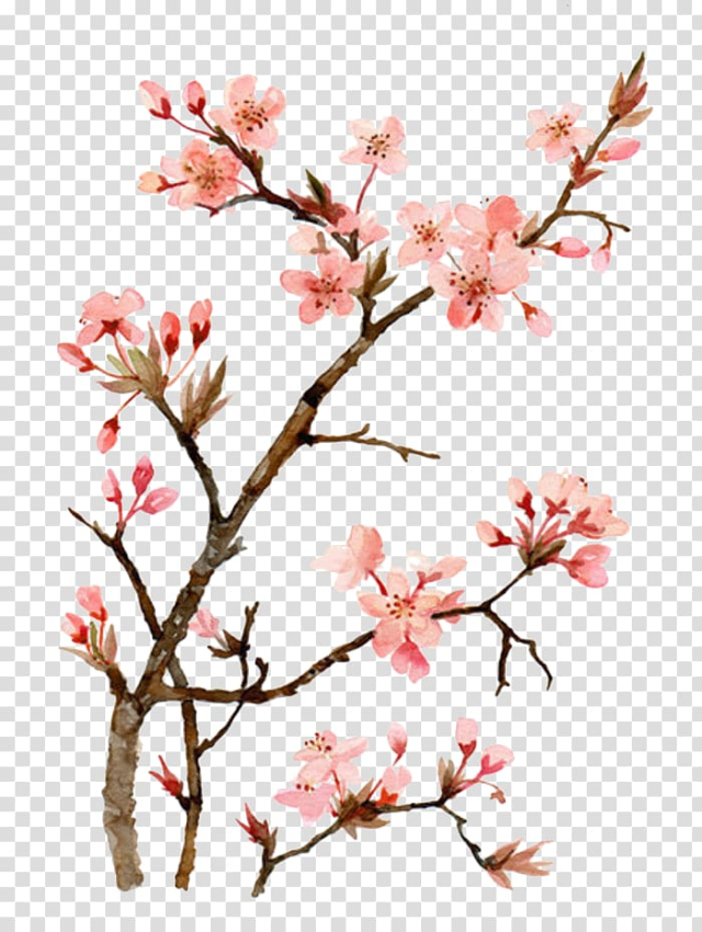 Free: Pink flowering tree, Cherry blossom Watercolor painting Drawing ...