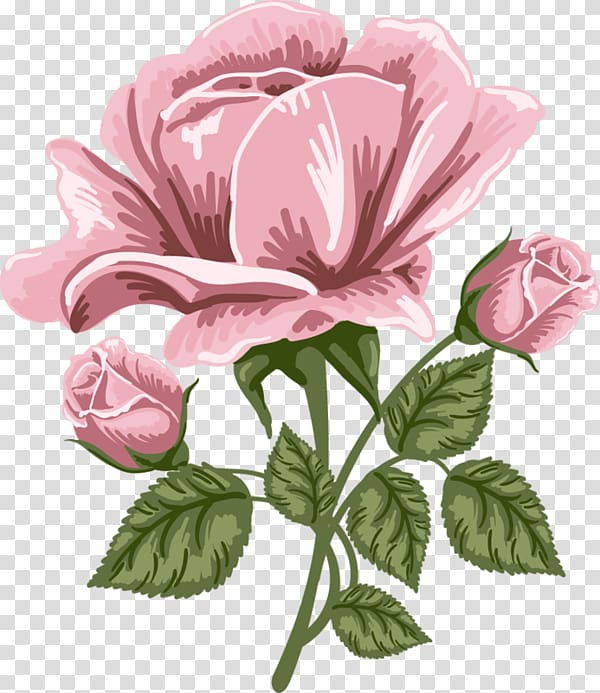 Free: Pink rose illustration, Rose Pink , Pink Rose Art transparent ...