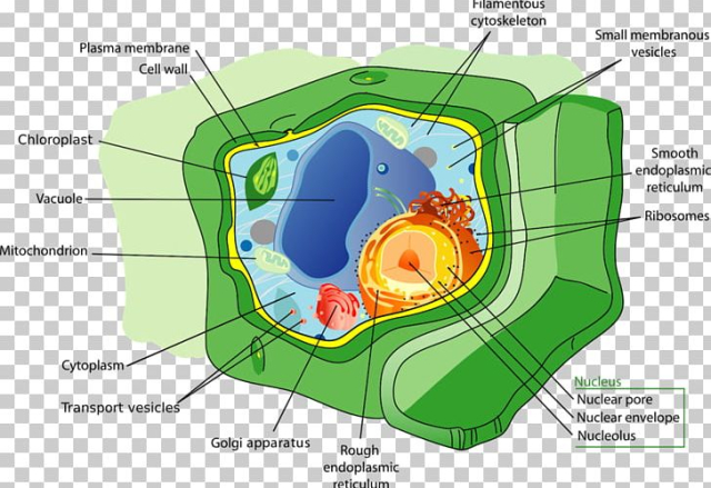 Free: Plant Cell Organelle Vacuole PNG, Clipart, Area, Biology, Cell ...