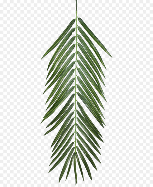 Free: Plant Opacity Texture mapping Leaf - palm leaves - nohat.cc