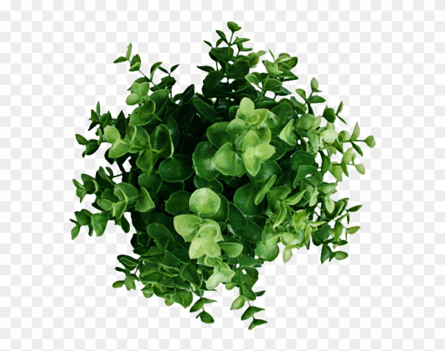Plant Top View Png