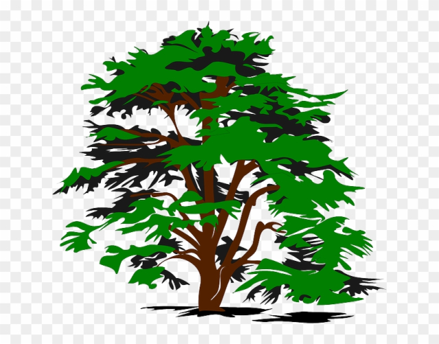 Free: Plant Tree, Color, Green, Nature, Plant - Cedar Tree Clip Art ...
