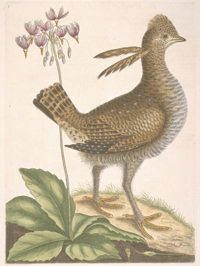 Free: plate no. 1. Original from the Minneapolis | Free Photo ...