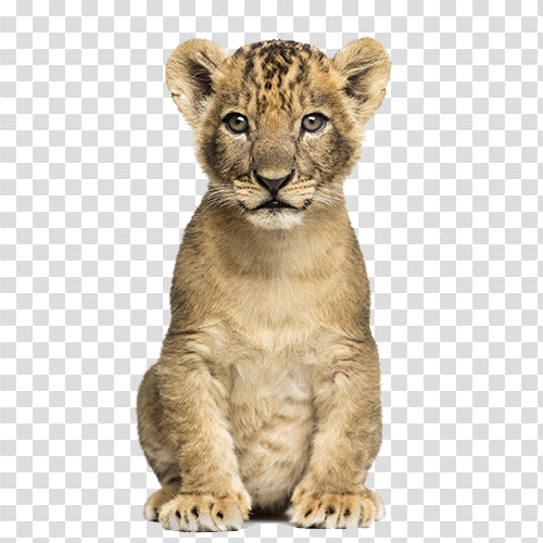 Free: PNG Cub Transparent Cub.PNG Images. | PlusPNG - nohat.cc