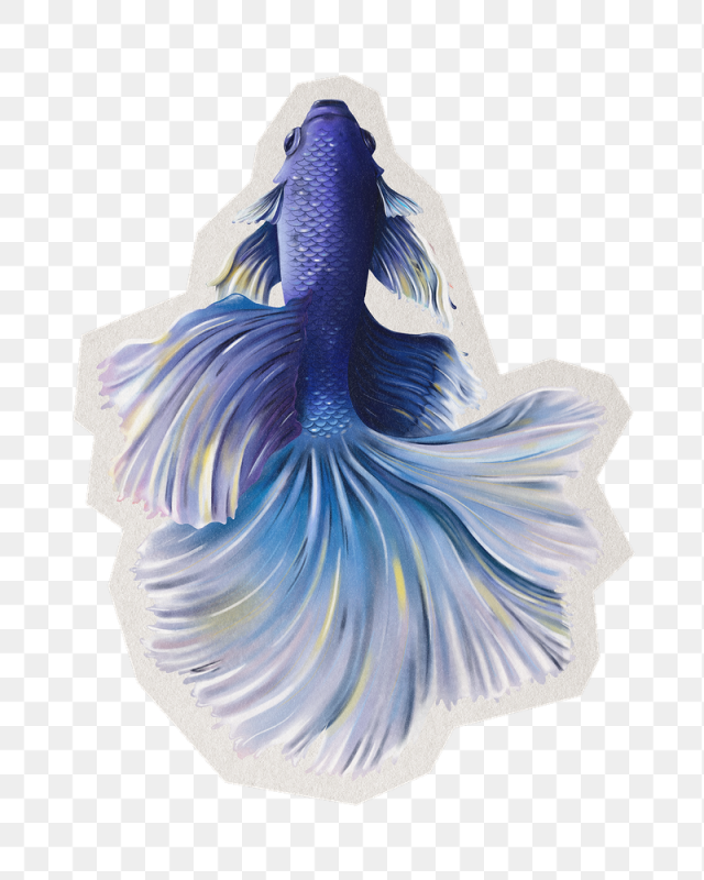 Free: Png indigo betta fish | Free PNG - rawpixel - nohat.cc