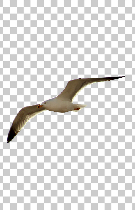 Free: PNG Majestic Seagull in Flight - nohat.cc