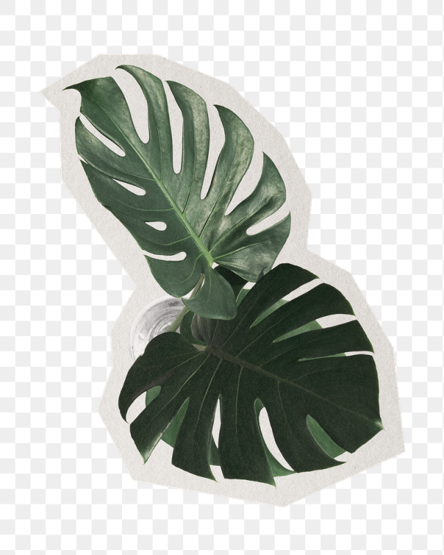 Free: Png split leaf philodendron sticker, | Free PNG - rawpixel - nohat.cc