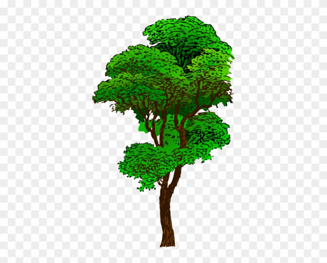 Free: Pohon - Rainforest Tree Clipart - nohat.cc