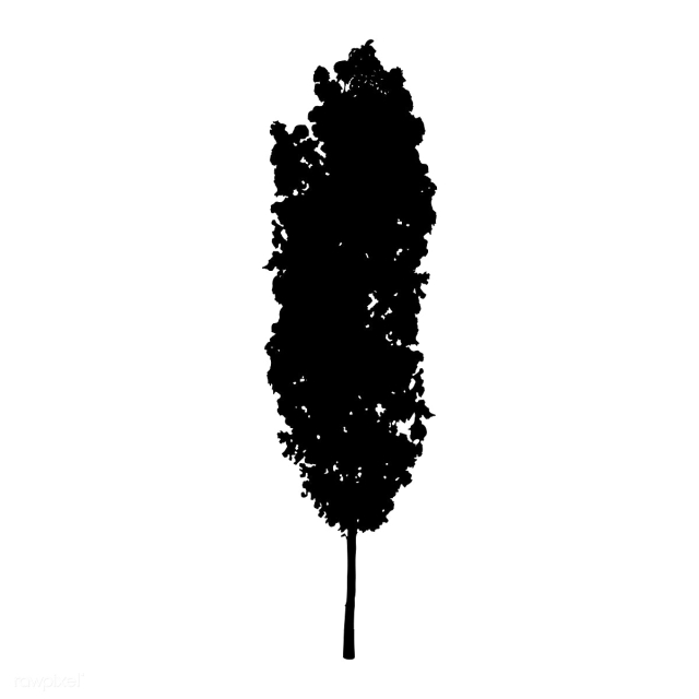 Free: Poplar tree silhouette on white background | Free stock vector ...