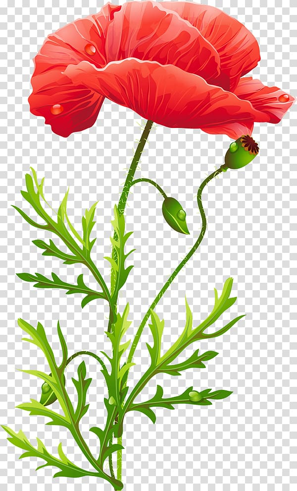 Free: Poppy Flower, poppies transparent background PNG clipart - nohat.cc