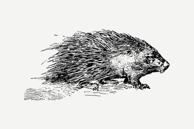 Free: Porcupine collage element, rodent animal | Free PSD Illustration ...