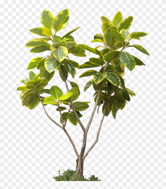 Free: Potted Plant Trees Png Image And Clipart For Free Download - High ...