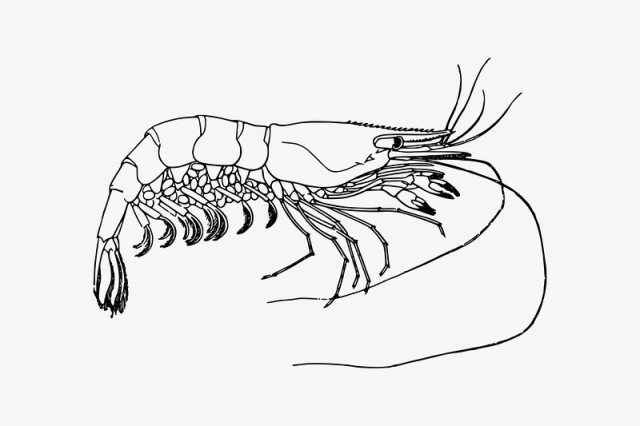 Free: Prawn drawing, seafood illustration vector. | Free Vector ...