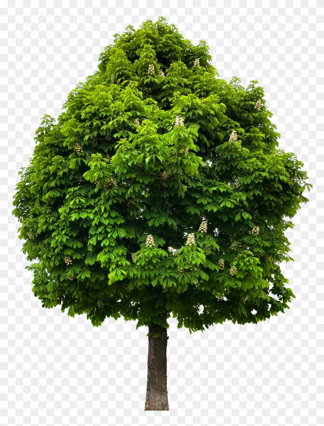 Free: Preview - Chestnut Tree Png - nohat.cc