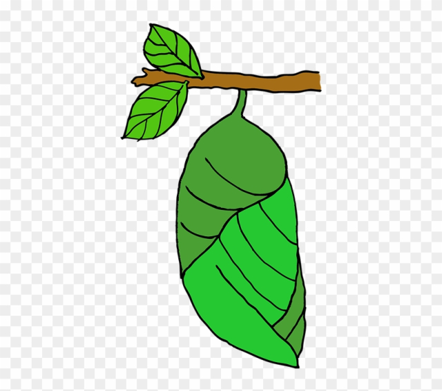 how to draw butterfly eggs