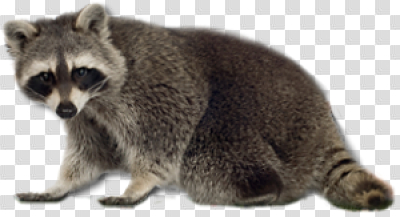 Free: Raccoon PNG Transparent RaccoonPNG Images - DLPNG.com - nohat.cc