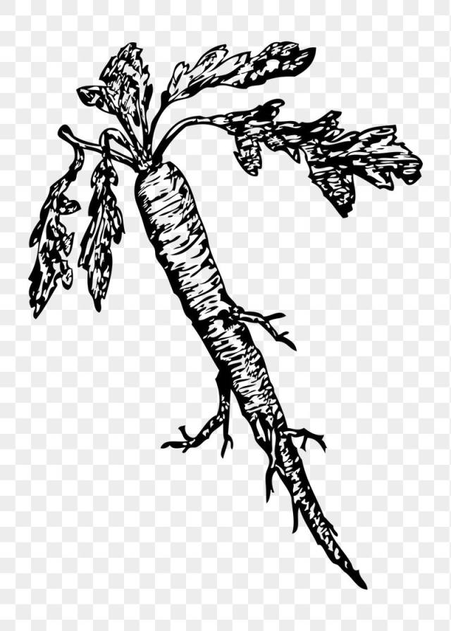 Free: Radish png sticker illustration, transparent | Free PNG ...