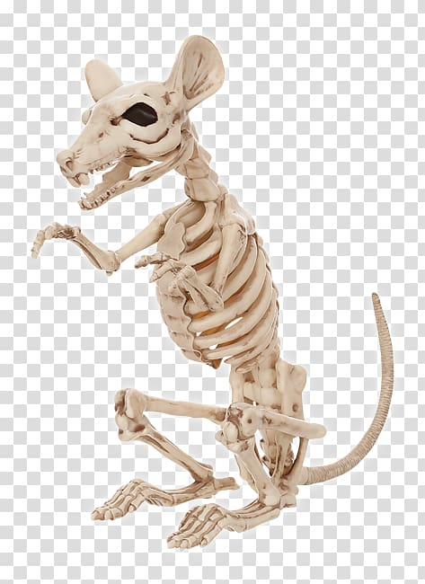 Free: Rat Human skeleton Rodent Bone, animal bones transparent ...