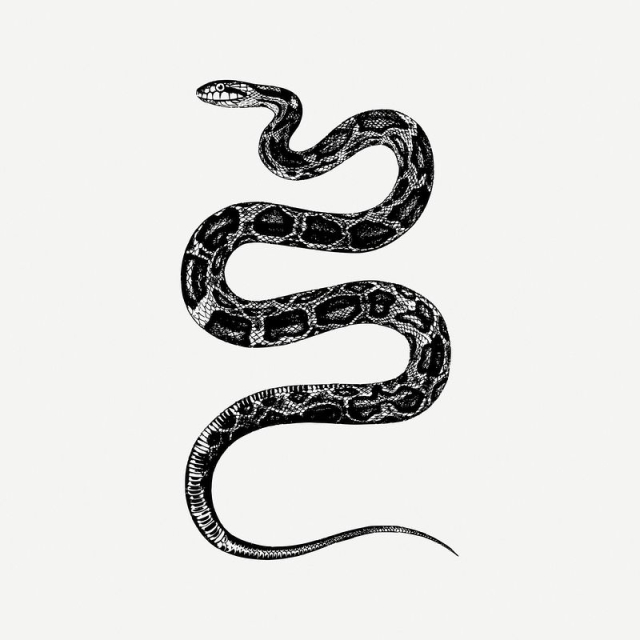 Free: Rat snake drawing, animal illustration | Free PSD Illustration ...