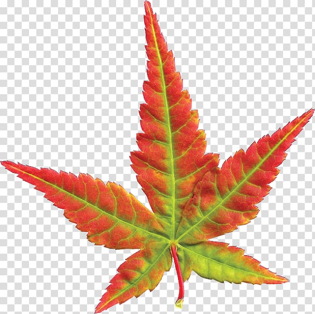 Free: Red and green plant leaf, Leaf, Maple Leaf transparent background PNG clipart - nohat.cc