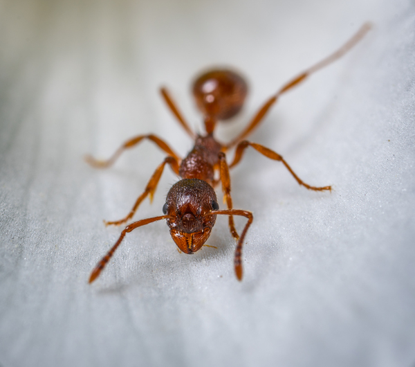 Free: Red Ant Macro Photography - nohat.cc