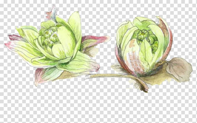 Free: Red cabbage Drawing Vegetable, Hand-painted cabbage transparent ...