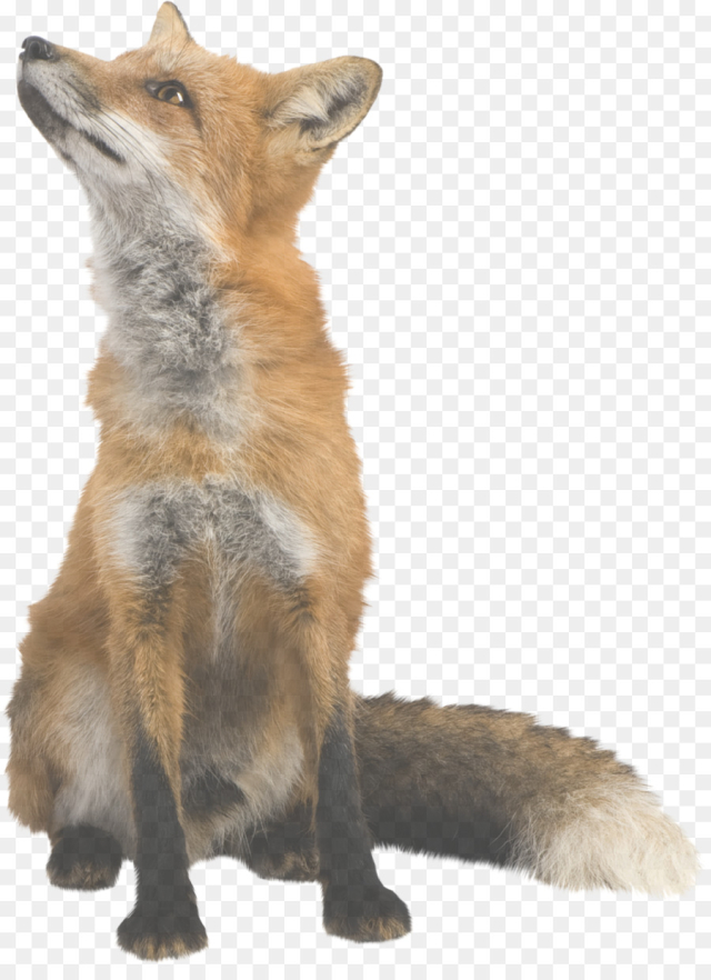 Free: red fox fox coyote swift fox wildlife - nohat.cc