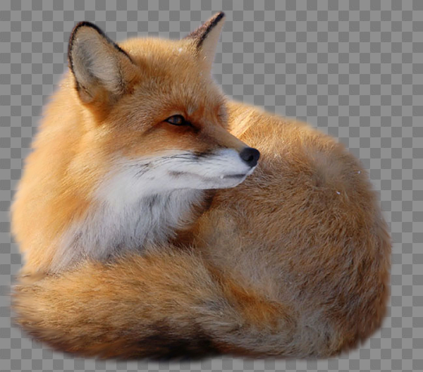 Free: Red Fox PNG Transparent Image - nohat.cc