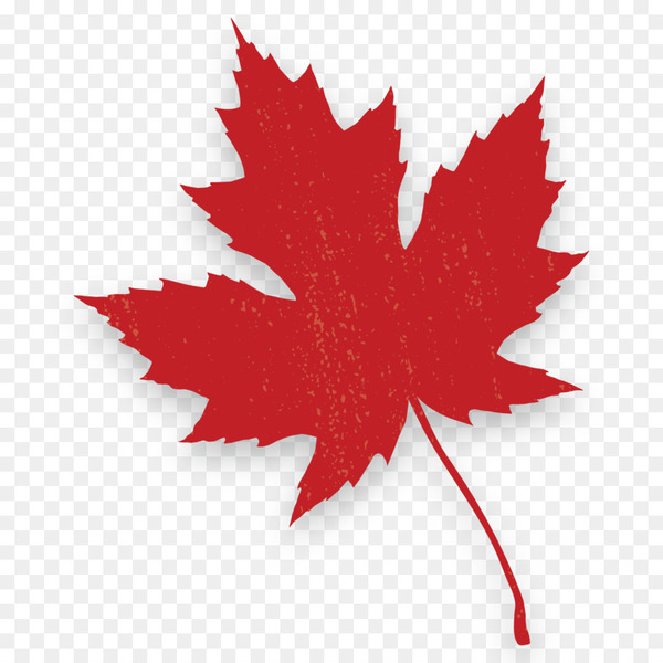 Free: Red maple Canada Maple leaf Autumn leaf color - a bunch of maple ...