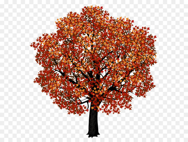 Free: Red maple Japanese maple Autumn leaf color Clip art - Red Maple ... Free: Red maple Japanese maple Autumn leaf color Clip art - Red Maple ...