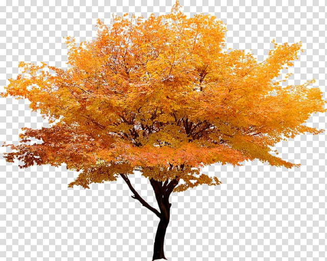 Free: Red maple Japanese maple Tree Maple leaf, Yellow trees landscape ...