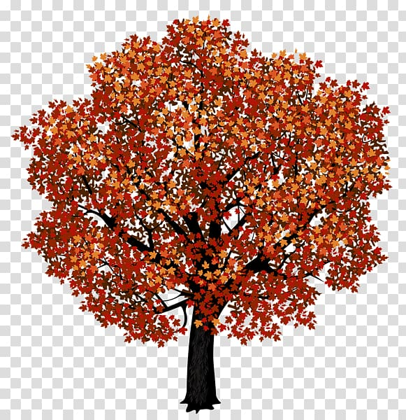 Free: Red maple Japanese maple Tree Portable Network Graphics, tree ...